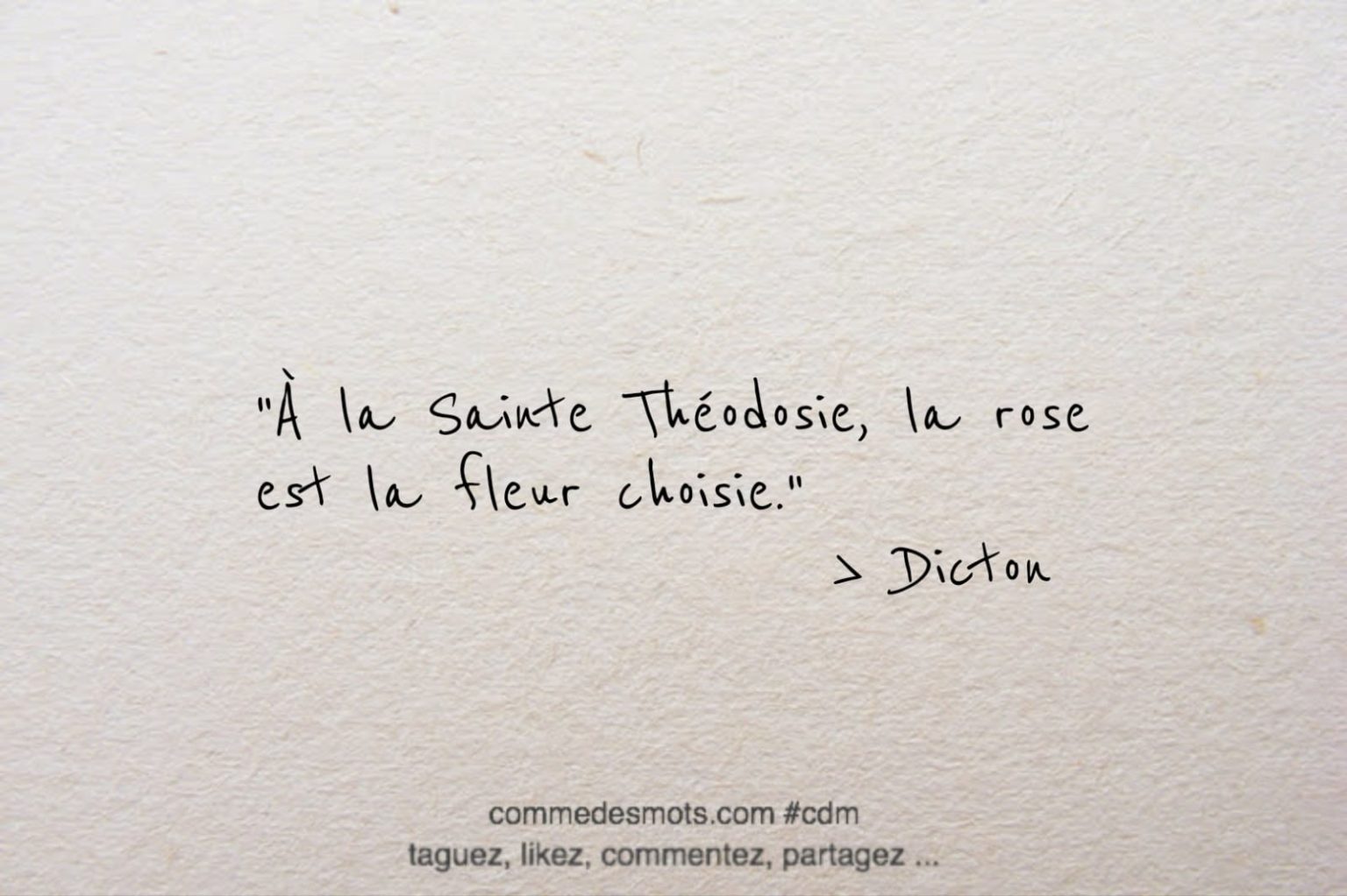 À la Sainte Théodosie, la rose est la fleur choisie. - Comme Des Mots
